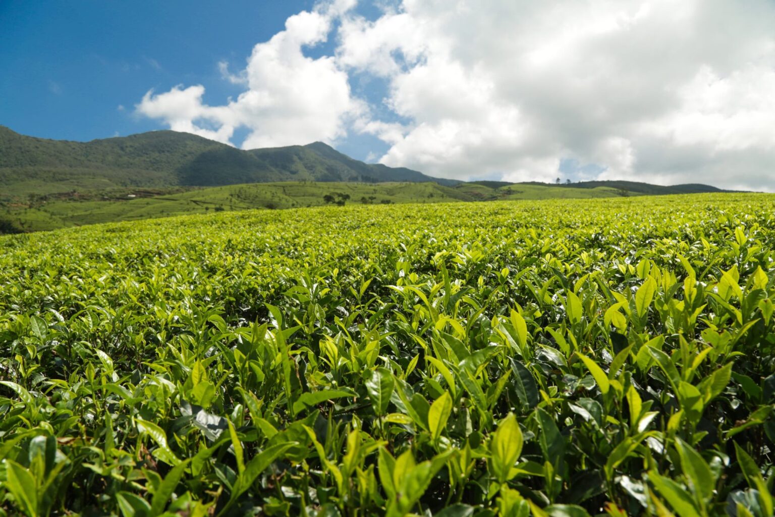 Damro Labookellie Tea Factory: A Journey into Sri Lanka's Tea Heritage ...
