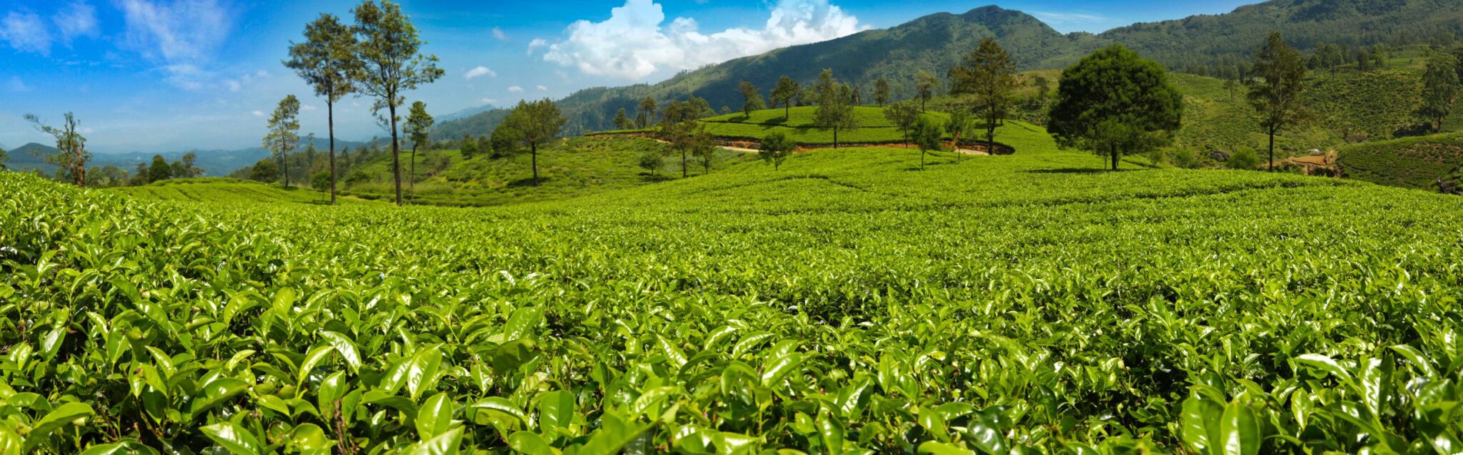 Damro Labookellie Tea Factory: A Journey into Sri Lanka's Tea Heritage ...